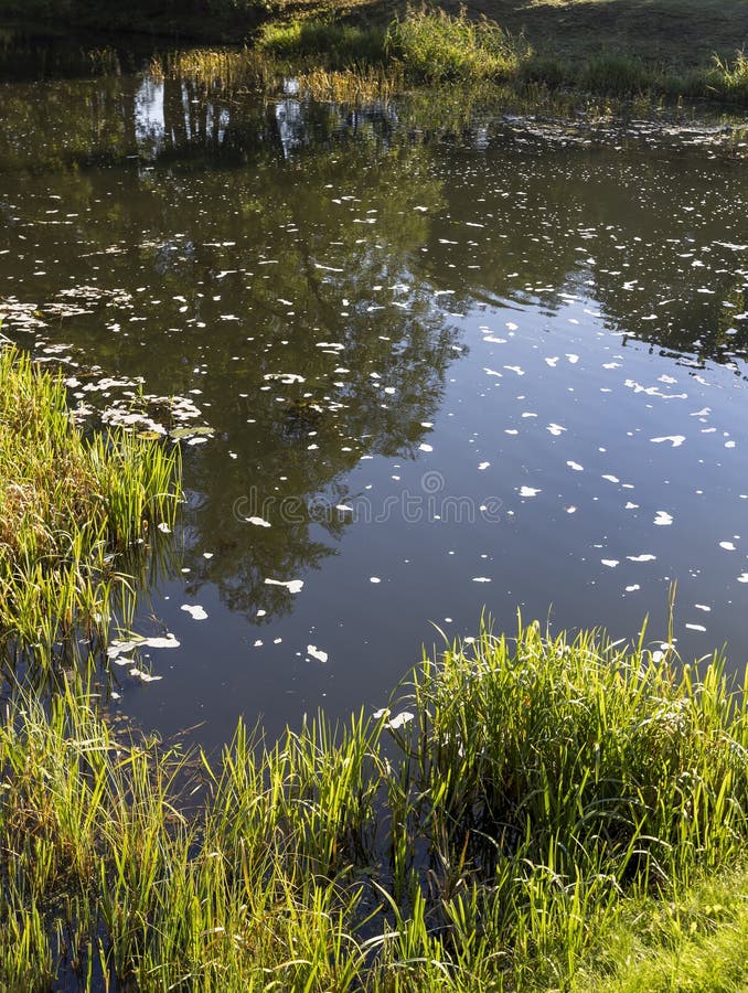 A Wide but Shallow River with a Large Current Stock Photo - Image of ...