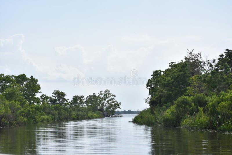 Wide Shallow Water Ways through the Bayou Stock Photo - Image of ...