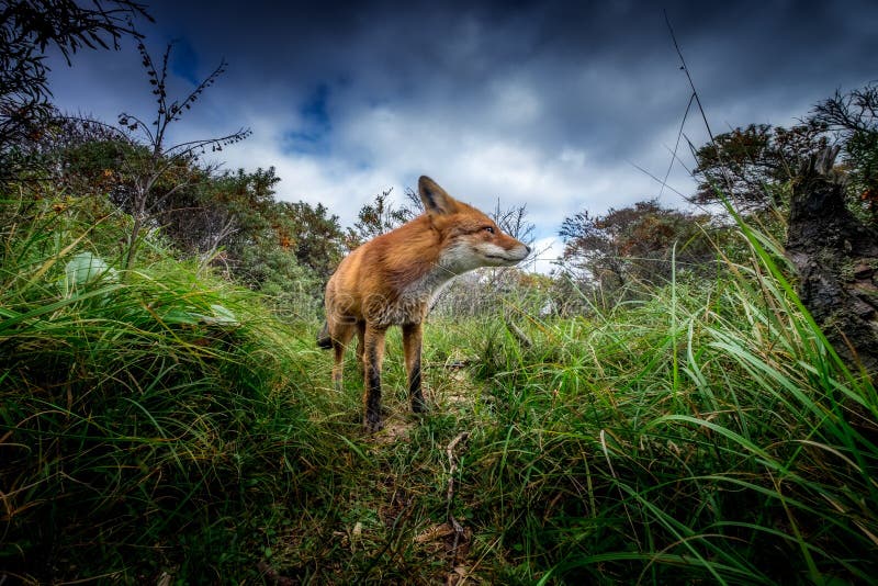 Wide Shot of a Beautiful Brown Fox in the Forest Under the Crazy Cloudy ...