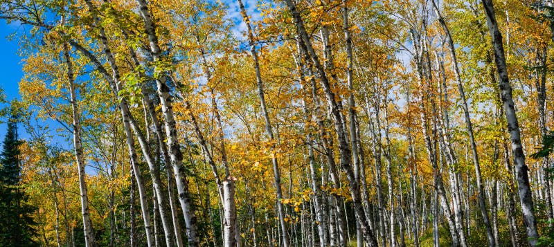 Birch Tree Forest in Fall stock image. Image of nature - 154514013