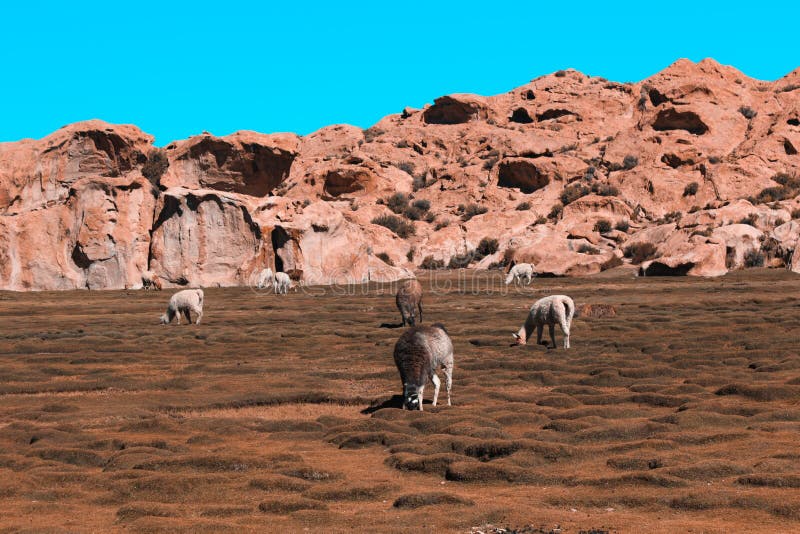 Wide Shot of a Desert with Cliffs and Llamas on the Ground on a Sunny ...
