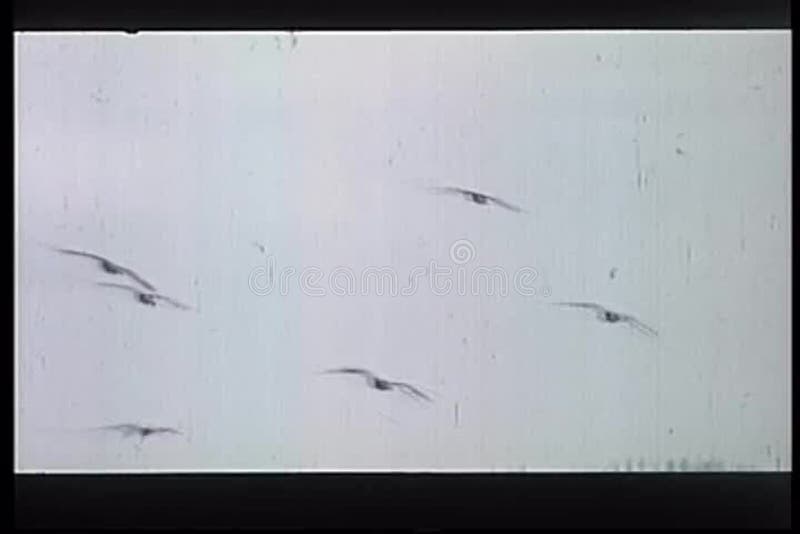 A Flock of Birds Flies in the Sky. Stock Video - Video of landscape ...