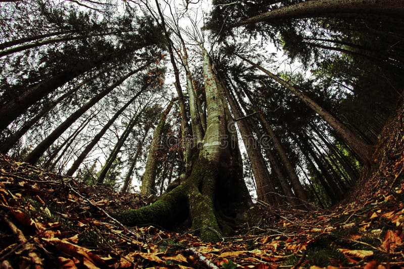 Autumn Forest Wide Angle Shot Stock Photo - Image of outdoor, park ...