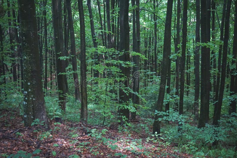 Wide Shot of a Forest Full of Trees and Grass for on a Gloomy Day Stock ...