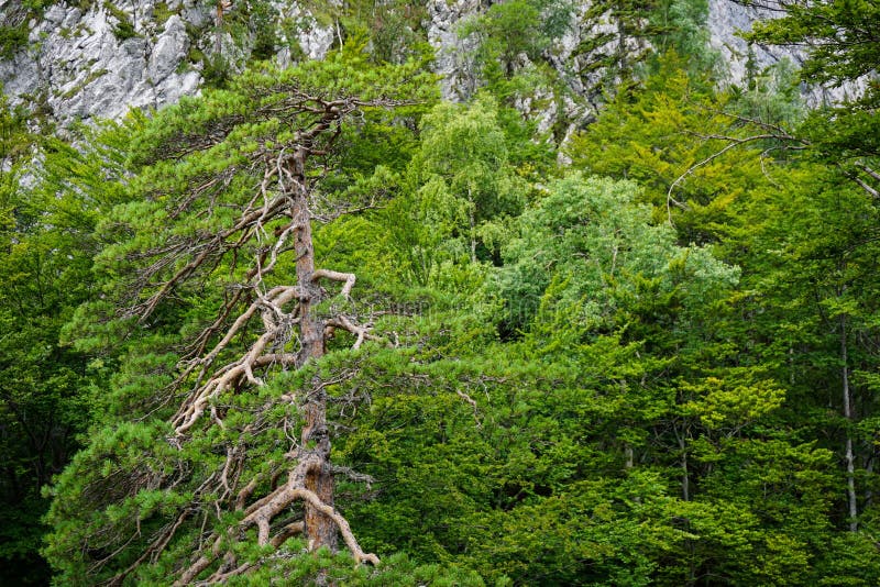 Wide Shot of a Forest Full of Trees and Plants on a Cold Day Stock ...