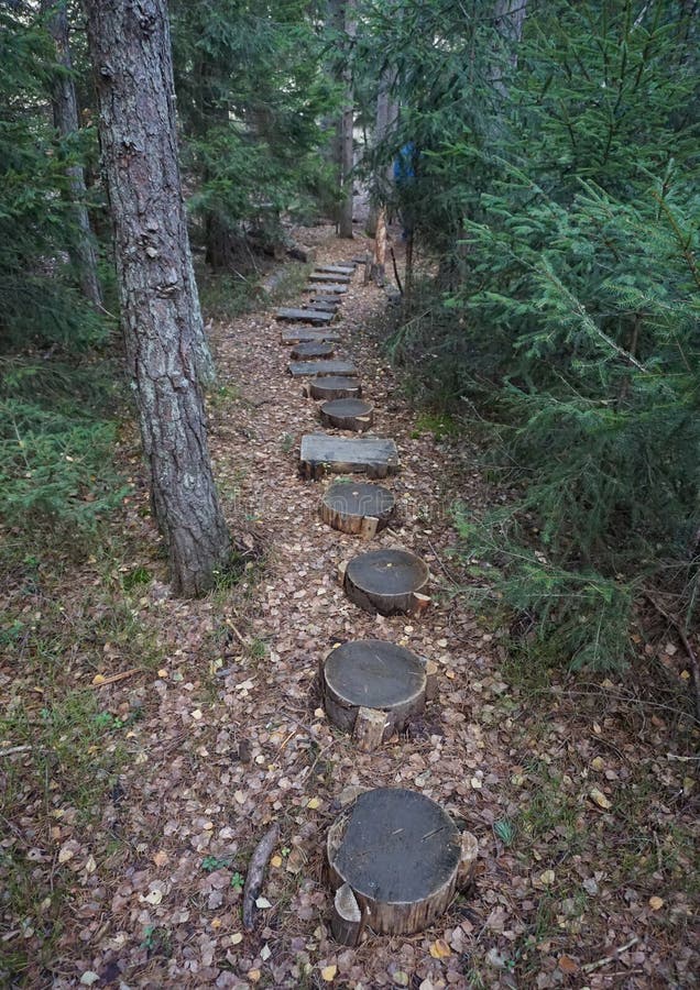 Wide Shot of a Forest Full of Trees and Shrubs with Wooden Steps for a ...