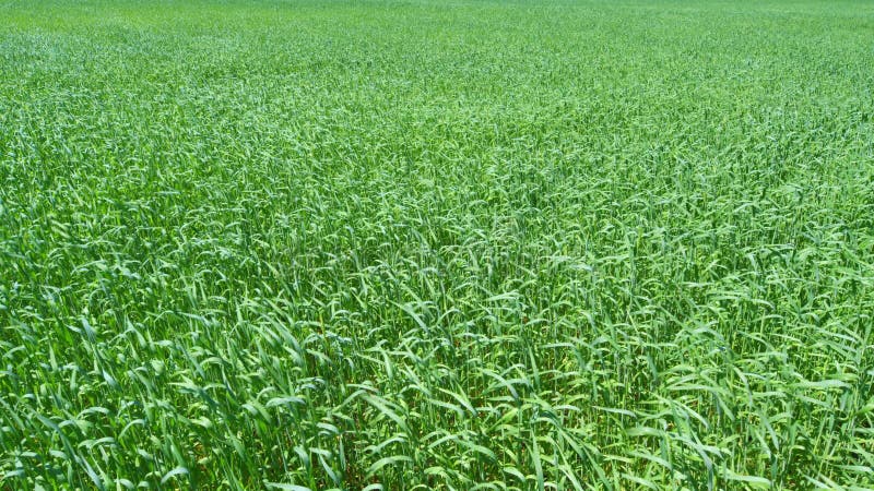 Meadow Grass with Sun. Grass Swaying in the Wind. Natural Spring ...