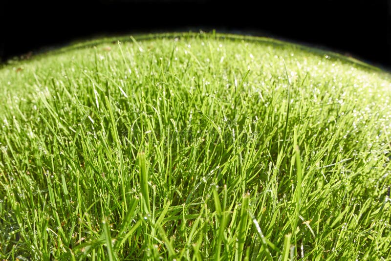 Grass stock image. Image of ecology, season, green, copy - 128047021