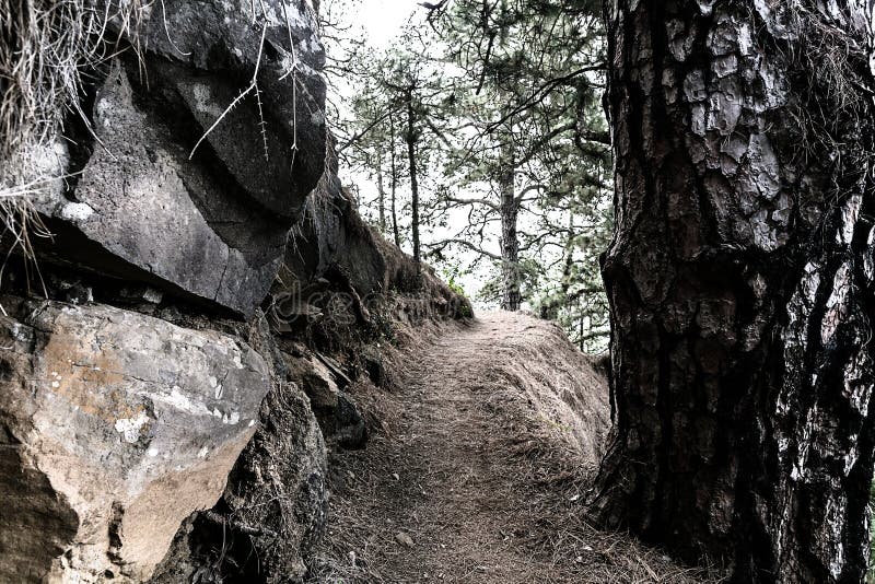 Wide Shot of a Pathway between Thick Tree Trunk and Rocks in the Forest ...