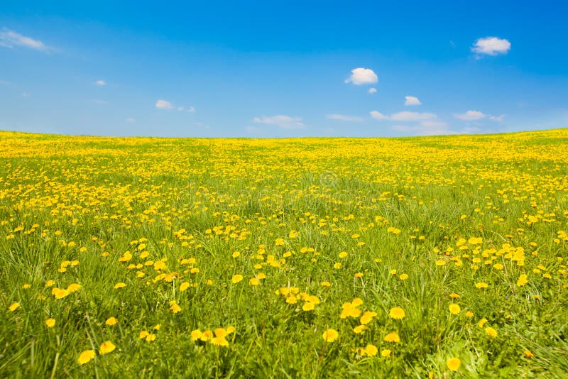 Spring stock photo. Image of agriculture, colorful, grass - 9066094