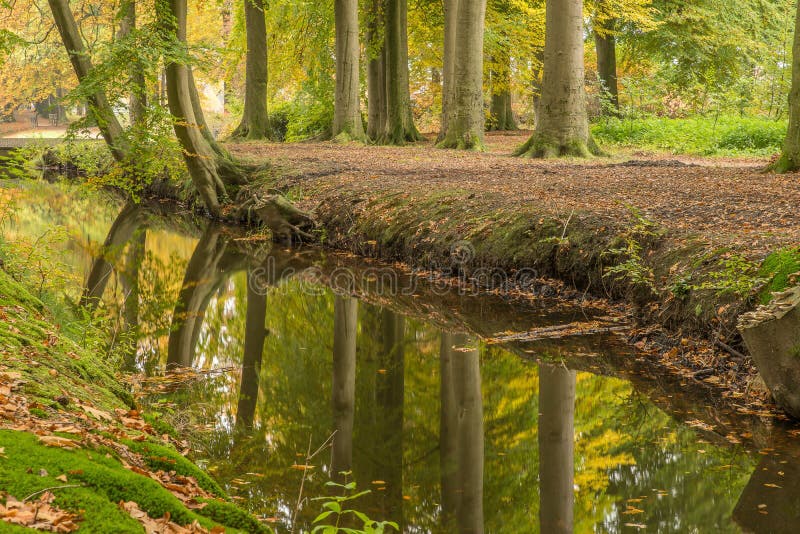 Wide Shot of Trees Grass and Lake Reflecting the View of the Park ...