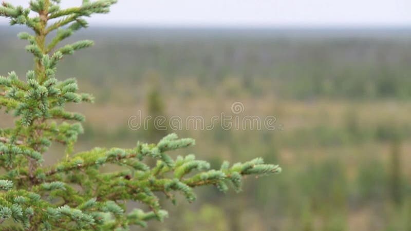 Wide Shot of Trees in Open Land Stock Footage - Video of desire, giant ...