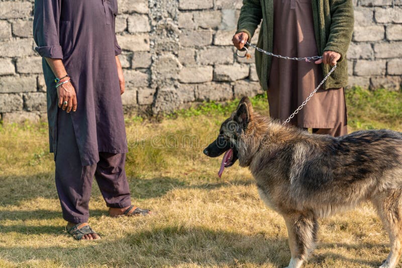 Wide Shot of Two Men Having a Conversation and Taking the Dog Out for a ...