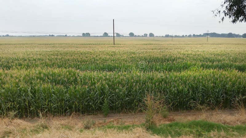 Corn fields stock image. Image of ingredient, field - 179583557