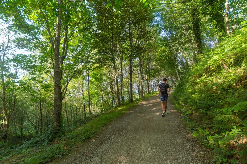 Wide Shot of a Young Man Taking a Walk on a Path in a Forest, One ...