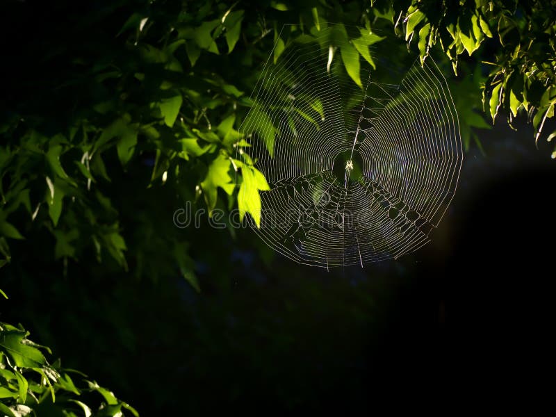 A Wide Spider`s Web Under the Tree in the Night Editorial Photography ...