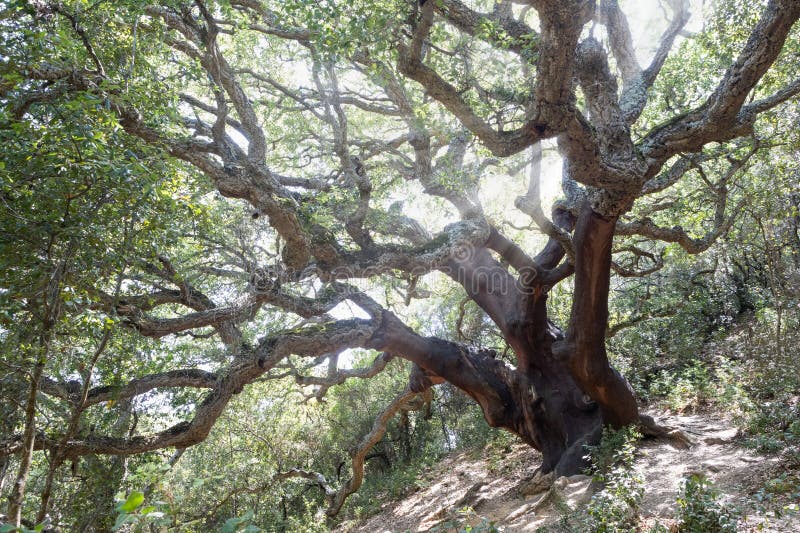 Majestic Old Tree in Forest Sunlight. Cork Tree Stock Photo - Image of ...