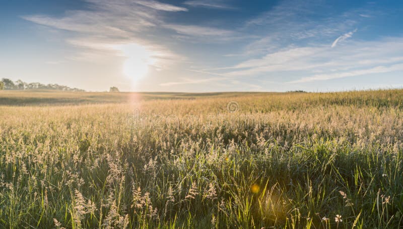 Wide Sun Rise Glows Over Grassy Field Stock Image - Image of clouds ...