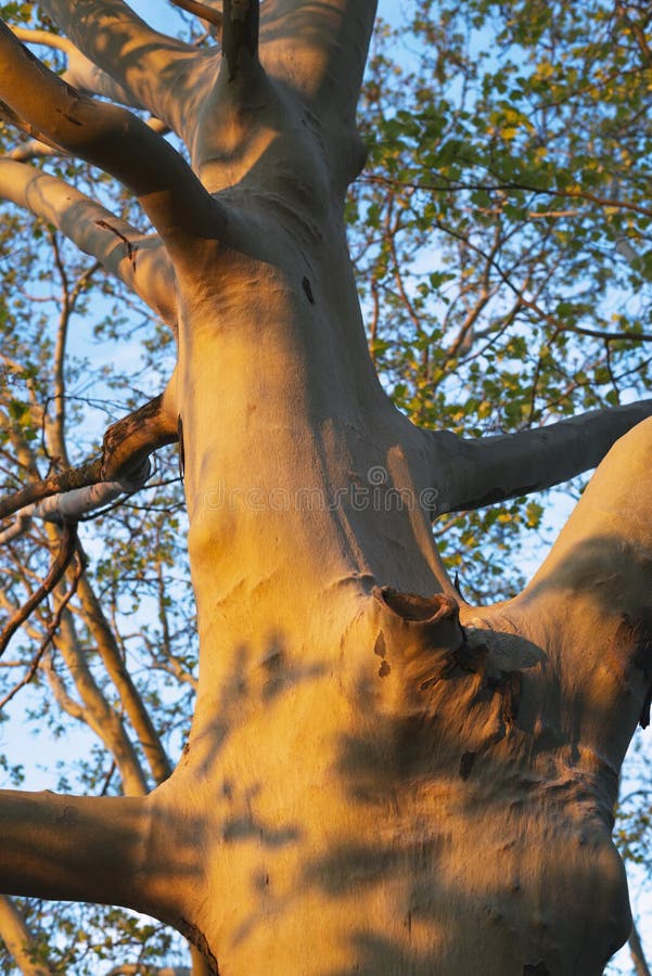 Wide sycamore tree stock image. Image of dusk, leaf - 198953033