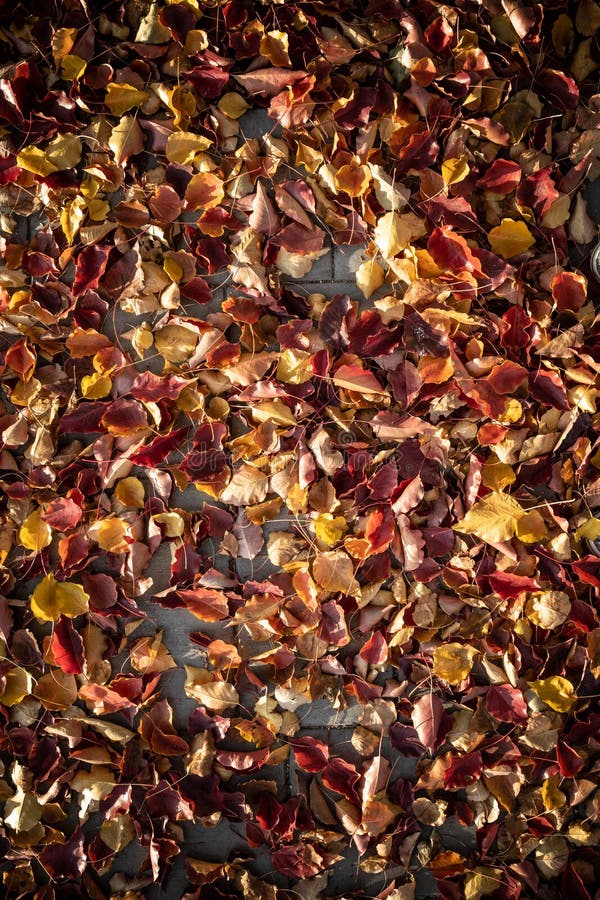 Colorful Fall Leaves Vertical Background Texture Stock Image - Image of ...