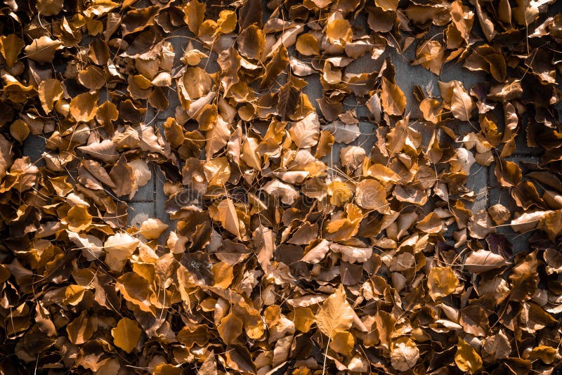 Orange Fall Leaves Background Texture Stock Photo - Image of october ...