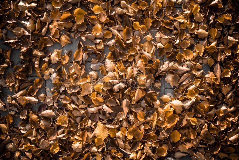 Orange Fall Leaves Background Texture Stock Image - Image of orange ...