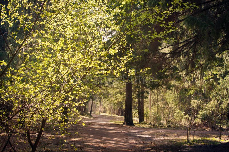A Wide Tourist Forest Trail on a Clear Sunny Day Stock Image - Image of ...