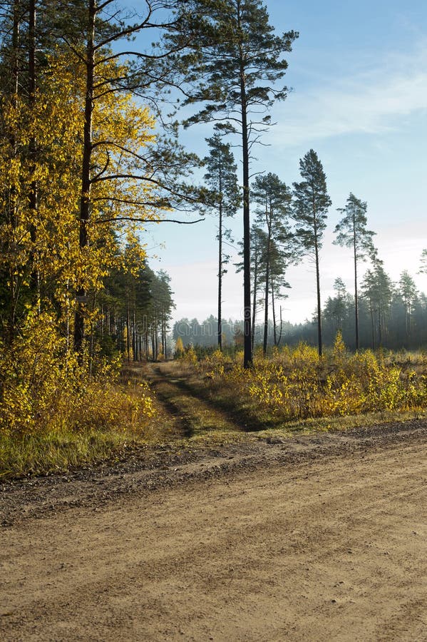 Wide Track and Field in the Autumn Forest Stock Image - Image of ...