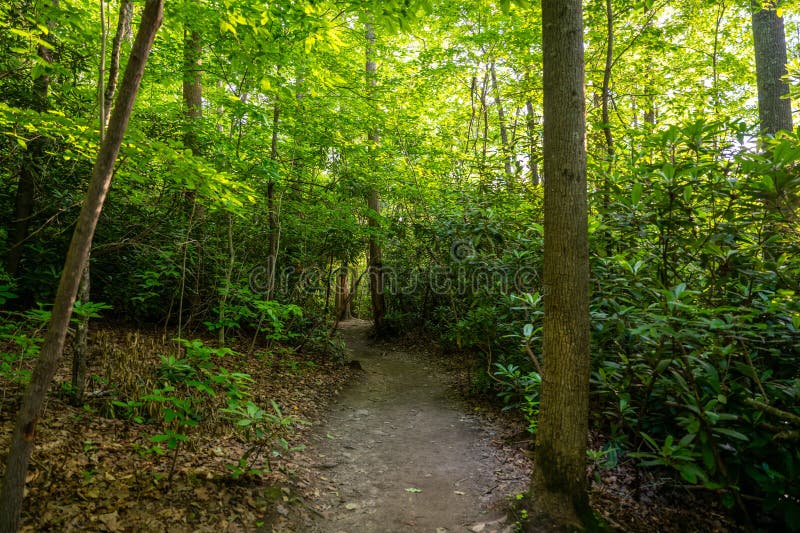 Wide Trail through Thick Forest in New River Gorge Stock Image - Image ...