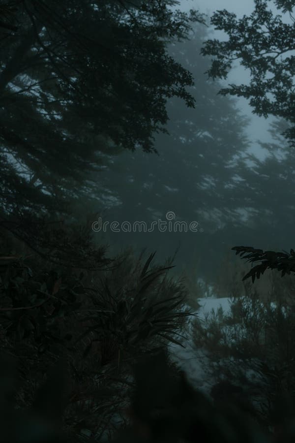 Wide Tree Branches in the Dark and Foggy Forest Stock Photo - Image of ...
