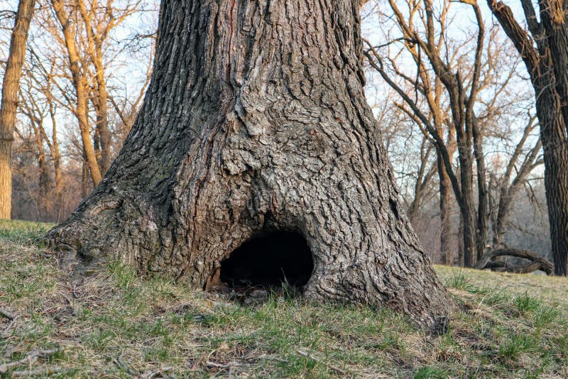 A Wide Tree with a Large Round Hollow Stock Image - Image of green ...