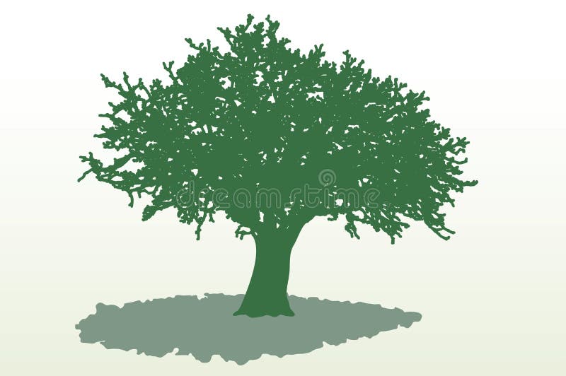 Wide tree shadow stock vector. Illustration of stem, silhouette - 11758575