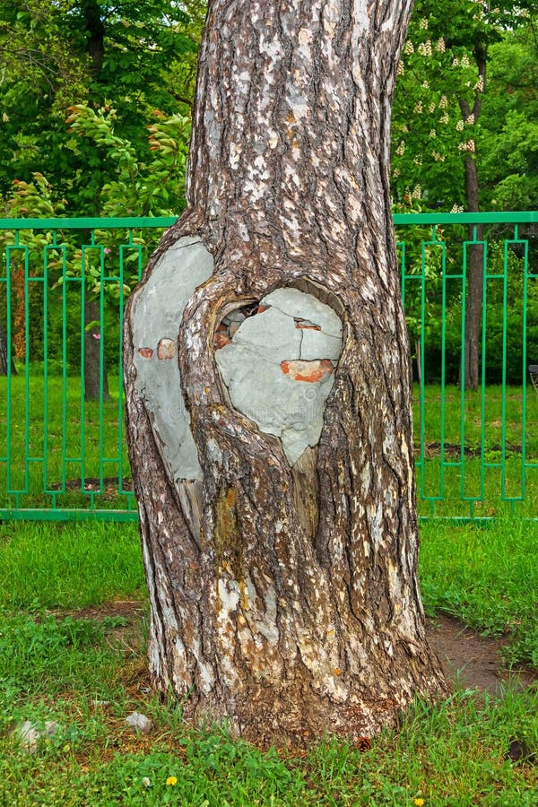 Large hole in tree trunk stock photo. Image of natural - 180807286