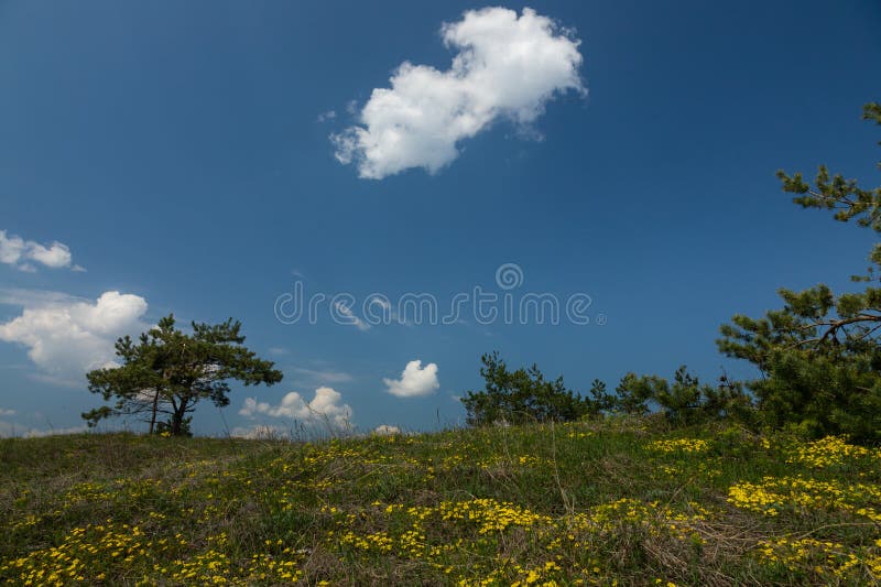 Wide Valley with Groups of Trees. View from Top of Mountain Stock Image ...