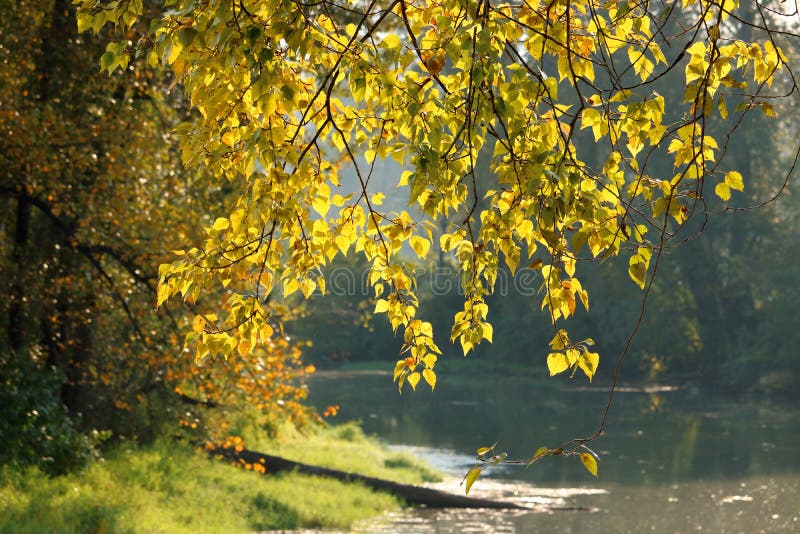Alder fall scene stock image. Image of ecology, environment - 62204039