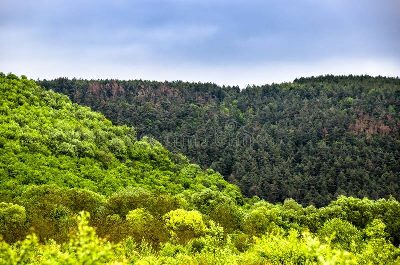 A forest landscape stock image. Image of natural, trees - 111512619
