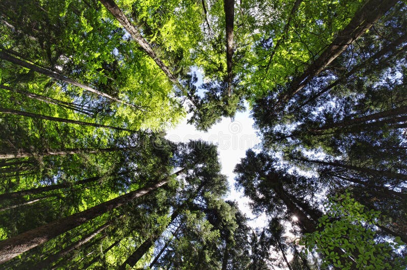 Wide view of forest stock photo. Image of plant, environment - 81541086