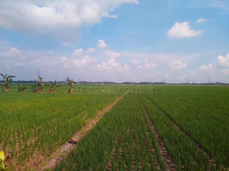 A Wide View of the Green Rice Fields Stock Photo - Image of indonesia ...