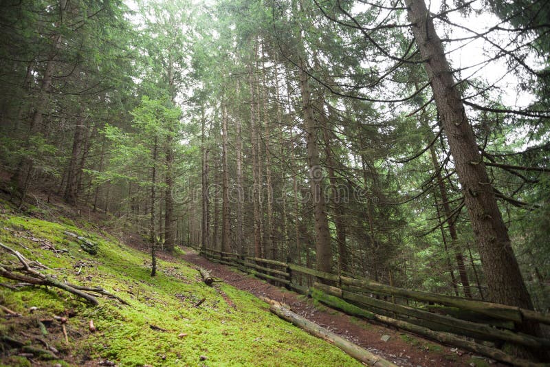 Wide View Inside a Pine Forest in the Dolomites Italy Stock Photo ...
