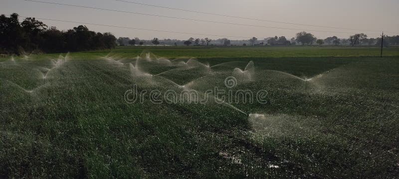 Sprinkle Irrigation in a Field Stock Photo - Image of outdoor, drops ...