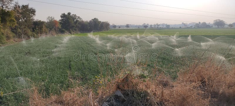 Sprinkle Irrigation in a Field Stock Image - Image of green, food ...
