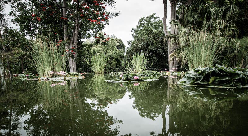 Wide View Over a Beautiful Pond with Water Lilies Stock Image - Image ...