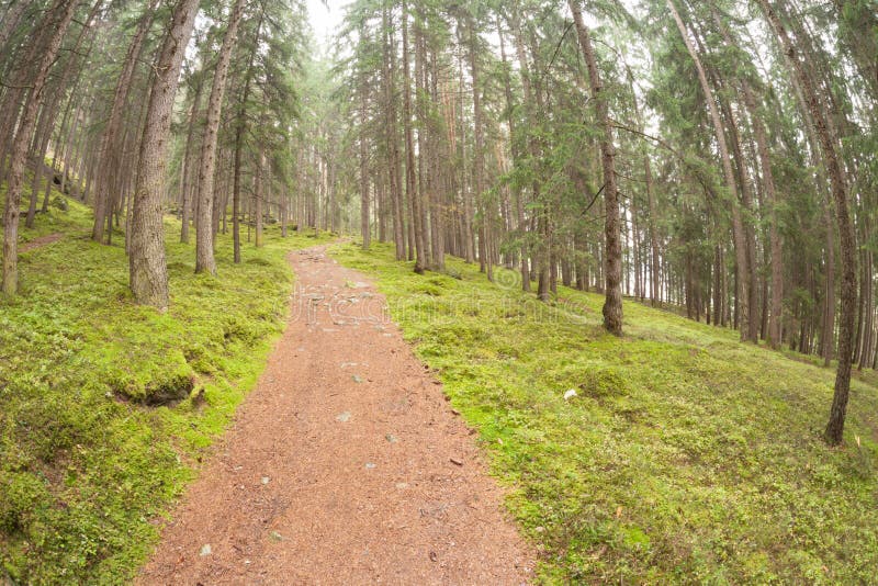Wide View on a Path Long the Forest Stock Image - Image of wide ...