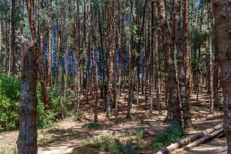 Wide View of Pine Trees with Bright Sunlight, Ooty, India, 19 Aug 2016 ...