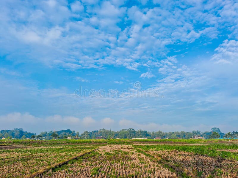 Wide View of Rice Field with Blue Sky Stock Photo - Image of rice ...