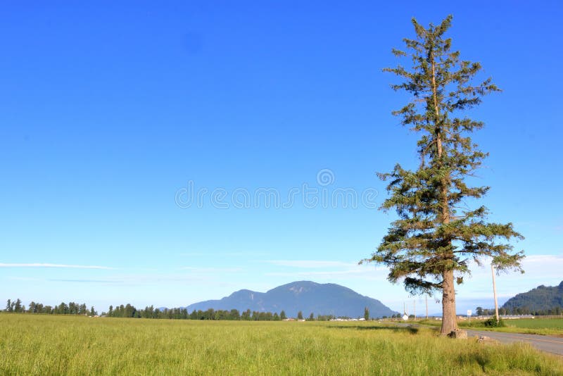 Single Pine Tree Landscape Rural Stock Image - Image of rural, single ...