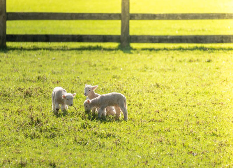 Three Spring Lambs in a Field Stock Image - Image of animals, pacific ...