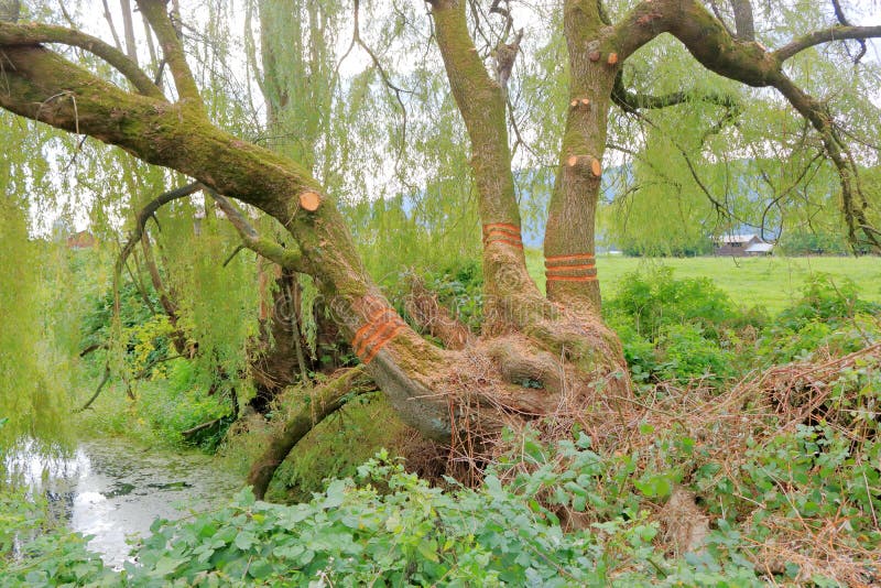 Slash Marks Tree Stock Photos - Free & Royalty-Free Stock Photos from ...