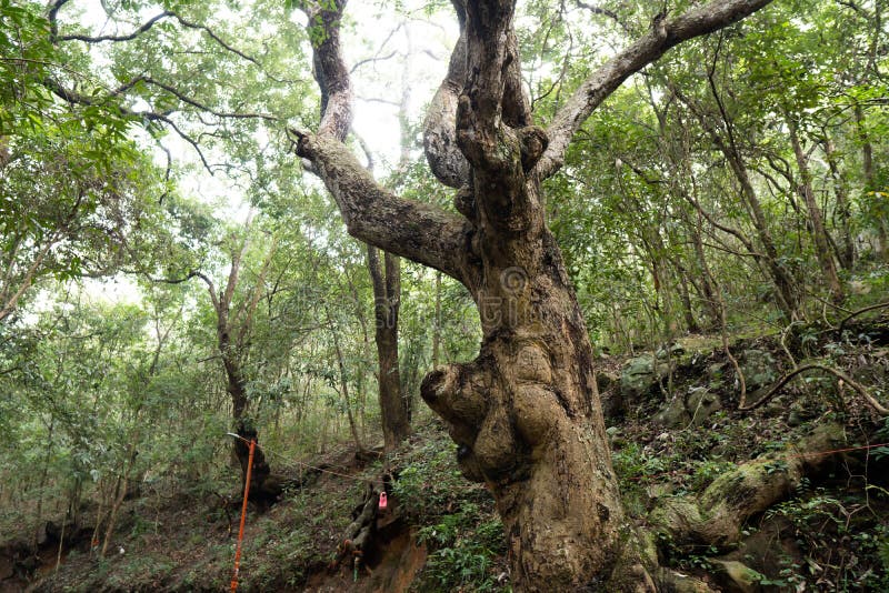Wide View of Trees in Forest Focusing Single Big Tree Stock Image ...