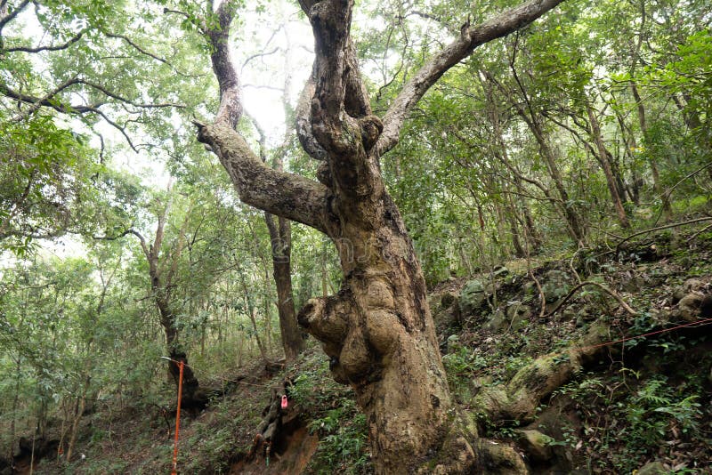 Wide View of Trees in Forest Focusing Single Tree Stock Photo - Image ...
